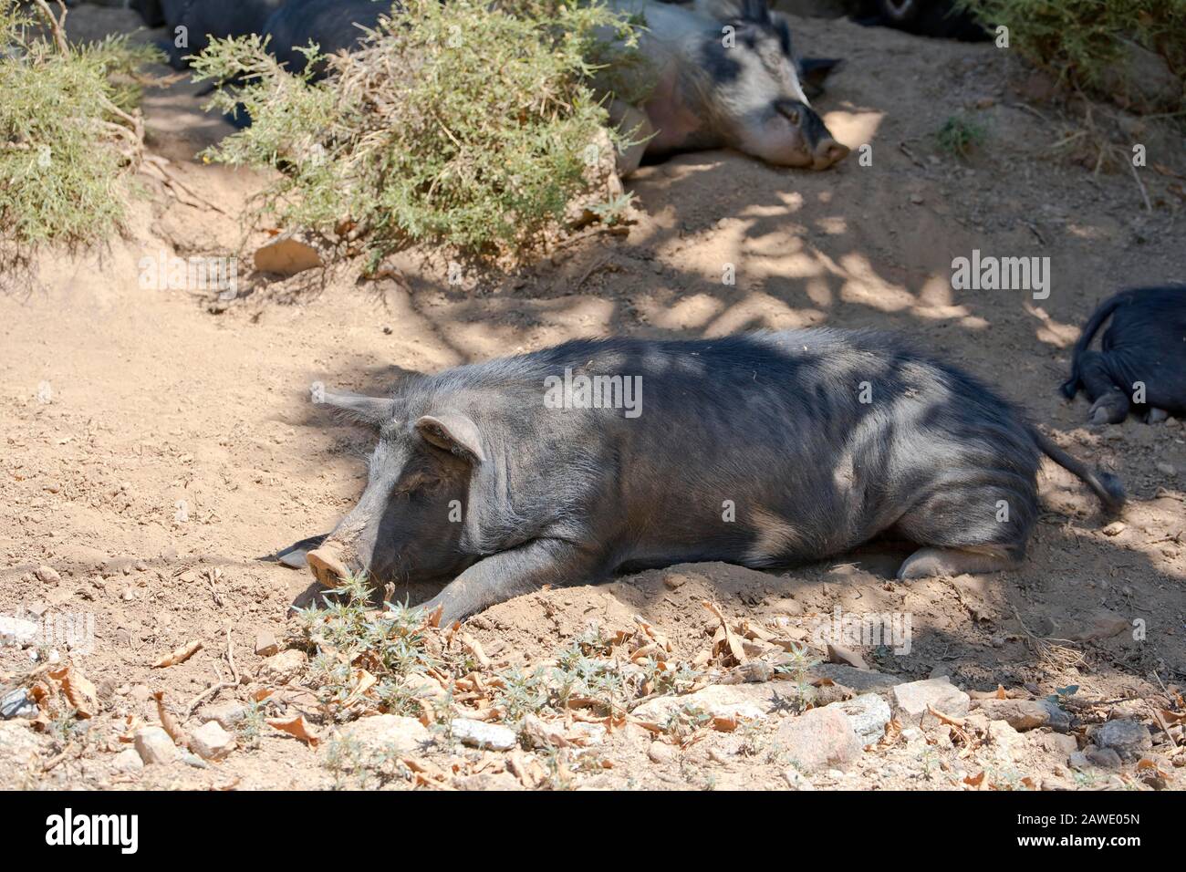 Wilde hausschweine sus domesticus in den bergen von korsika -Fotos und ...