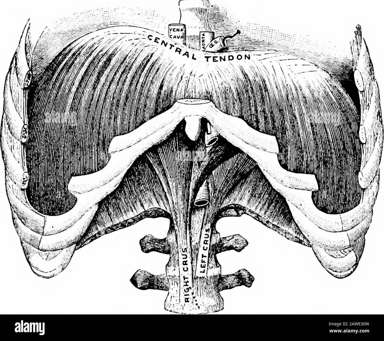 Muskelrippen brustkorb -Fotos und -Bildmaterial in hoher Auflösung – Alamy