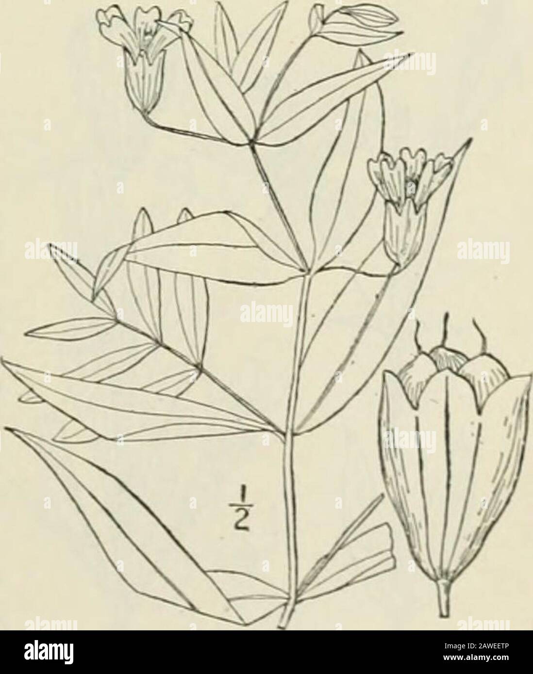 Eine illustrierte Flora der nördlichen Vereinigten Staaten, Kanadas und ...