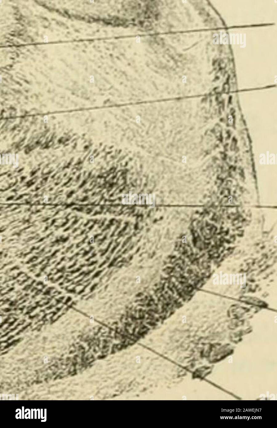 Anatomie des Menschen, einschließlich Struktur und Entwicklung und ...