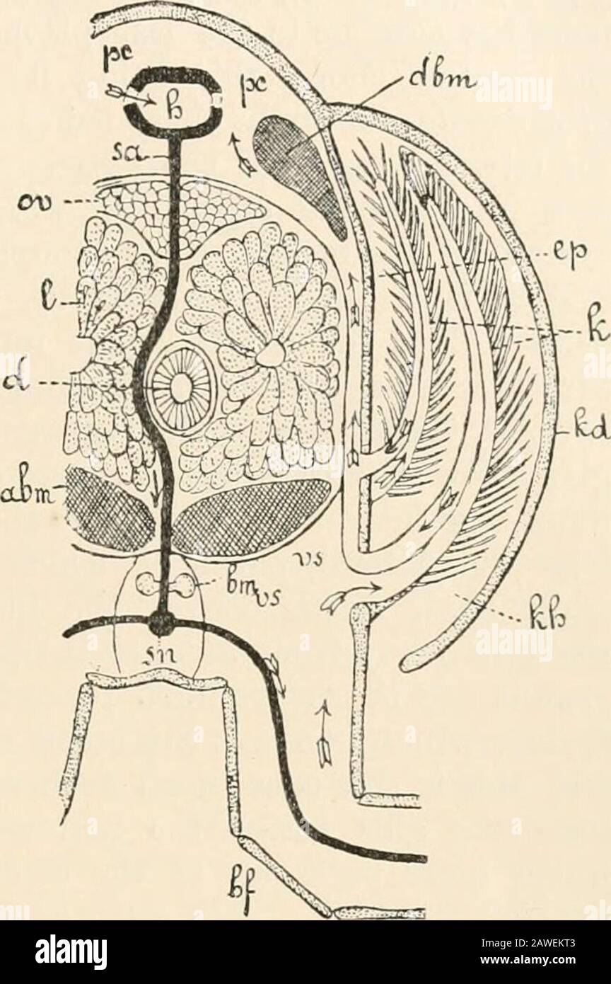 Textbuch der vergleichenden Anatomie . S, ventraler Sinus; oder, Augen ...