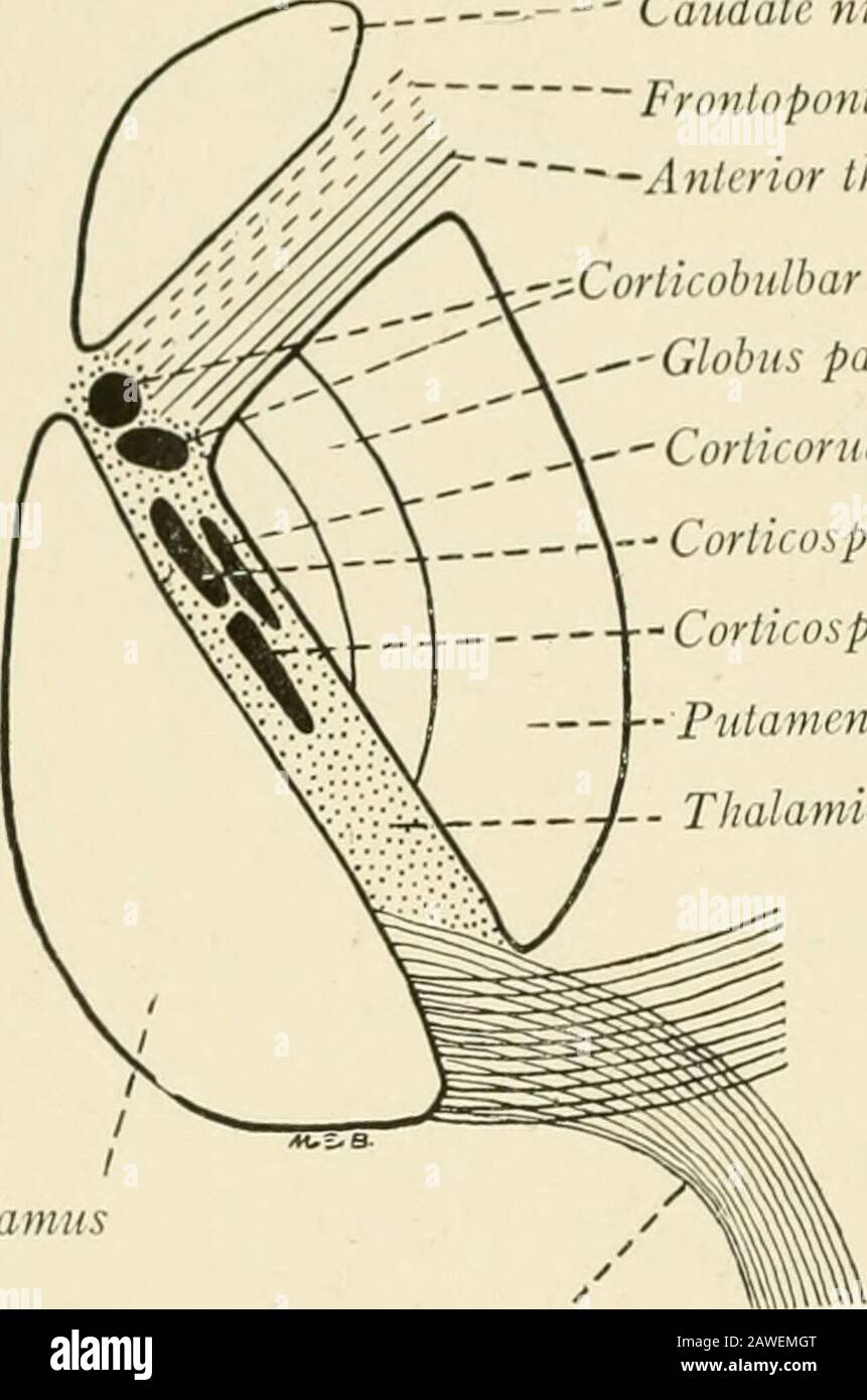 Parts of the cortex -Fotos und -Bildmaterial in hoher Auflösung - Seite ...