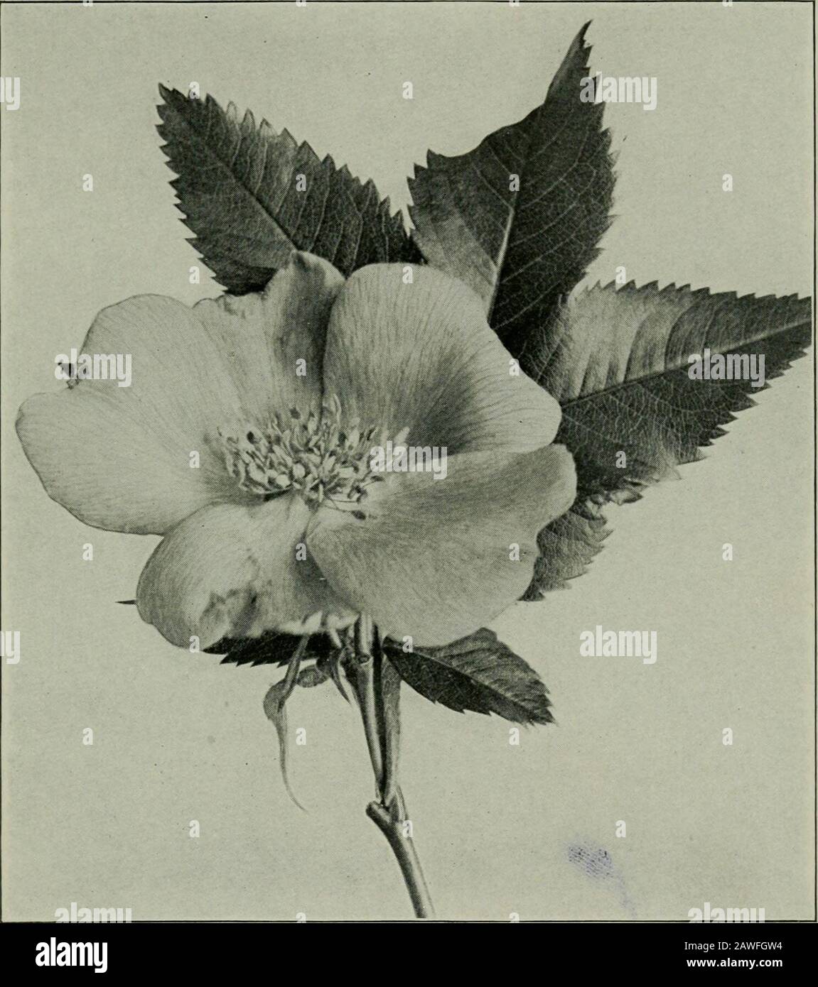 Insekten, die wie bienen aussehen -Fotos und -Bildmaterial in hoher ...