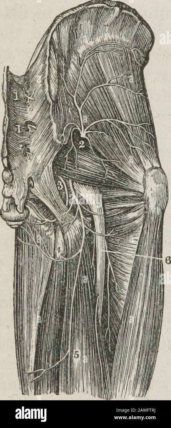 Das System der menschlichen Anatomie, des allgemeinen und des ...