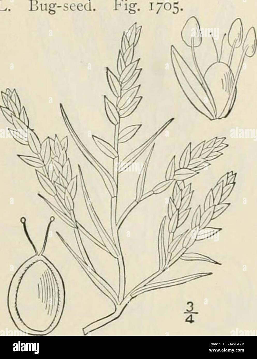 Eine illustrierte Flora der nördlichen Vereinigten Staaten, Kanadas und ...