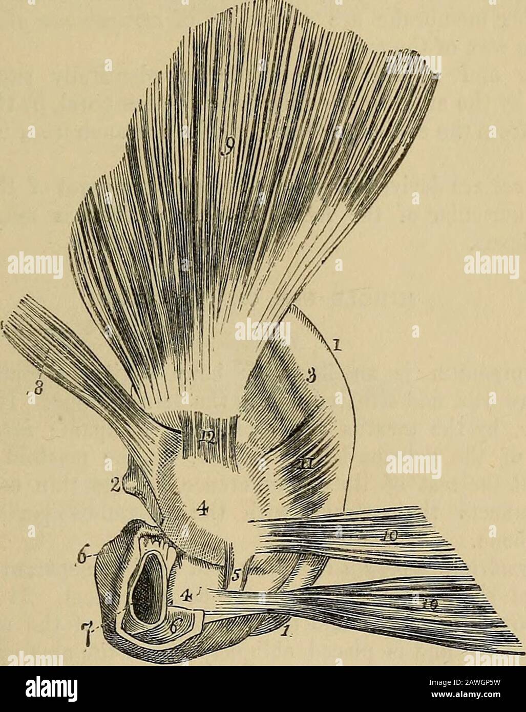 Das Vade Mecum des Anatomen: Ein System der menschlichen Anatomie. Die ...