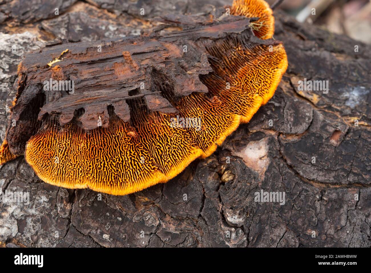 G sepiarium -Fotos und -Bildmaterial in hoher Auflösung – Alamy
