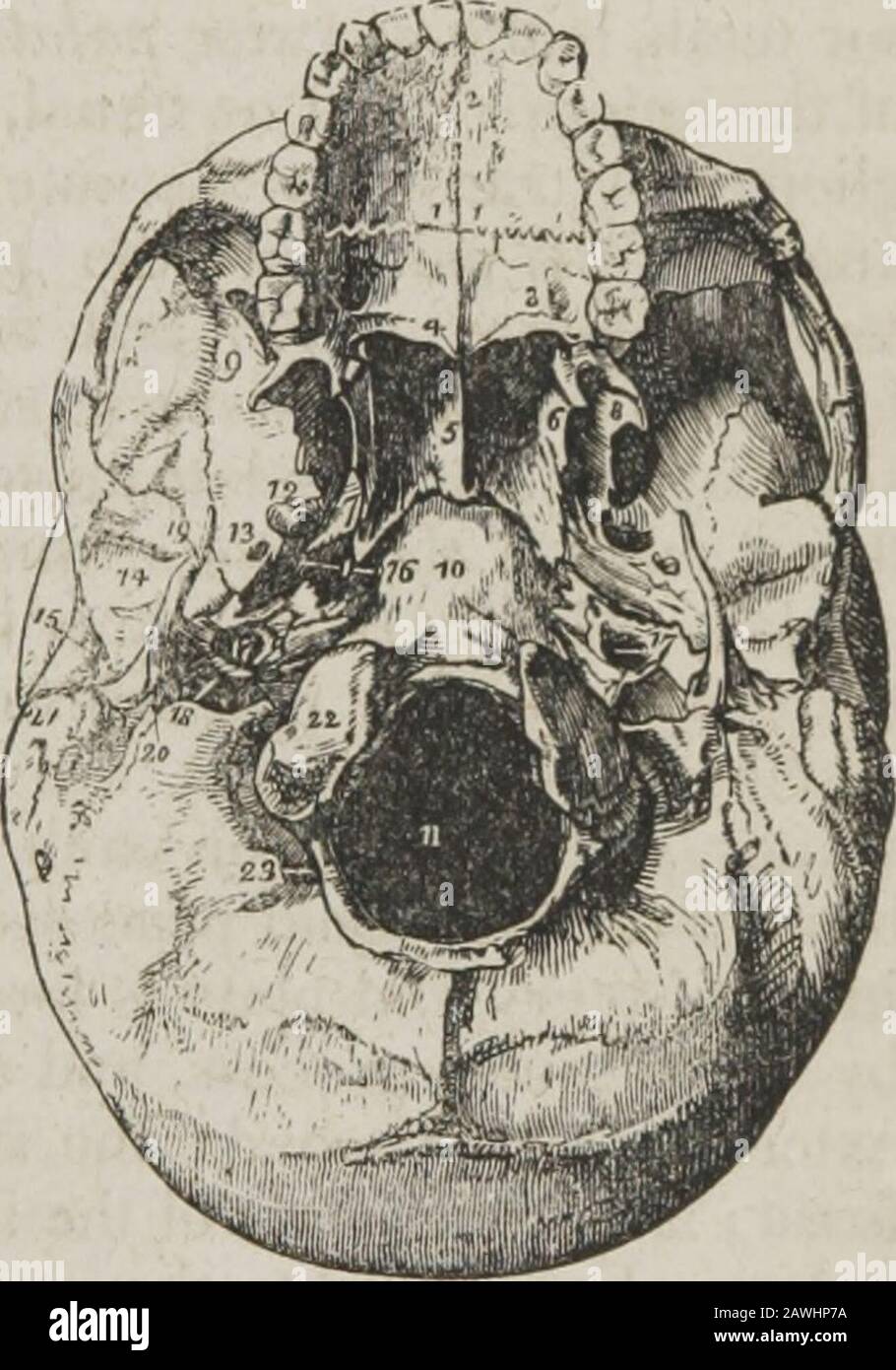 Fossa pterygoidea -Fotos und -Bildmaterial in hoher Auflösung – Alamy