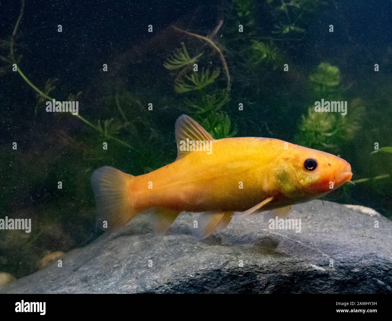 Tench tinca tinca -Fotos und -Bildmaterial in hoher Auflösung – Alamy