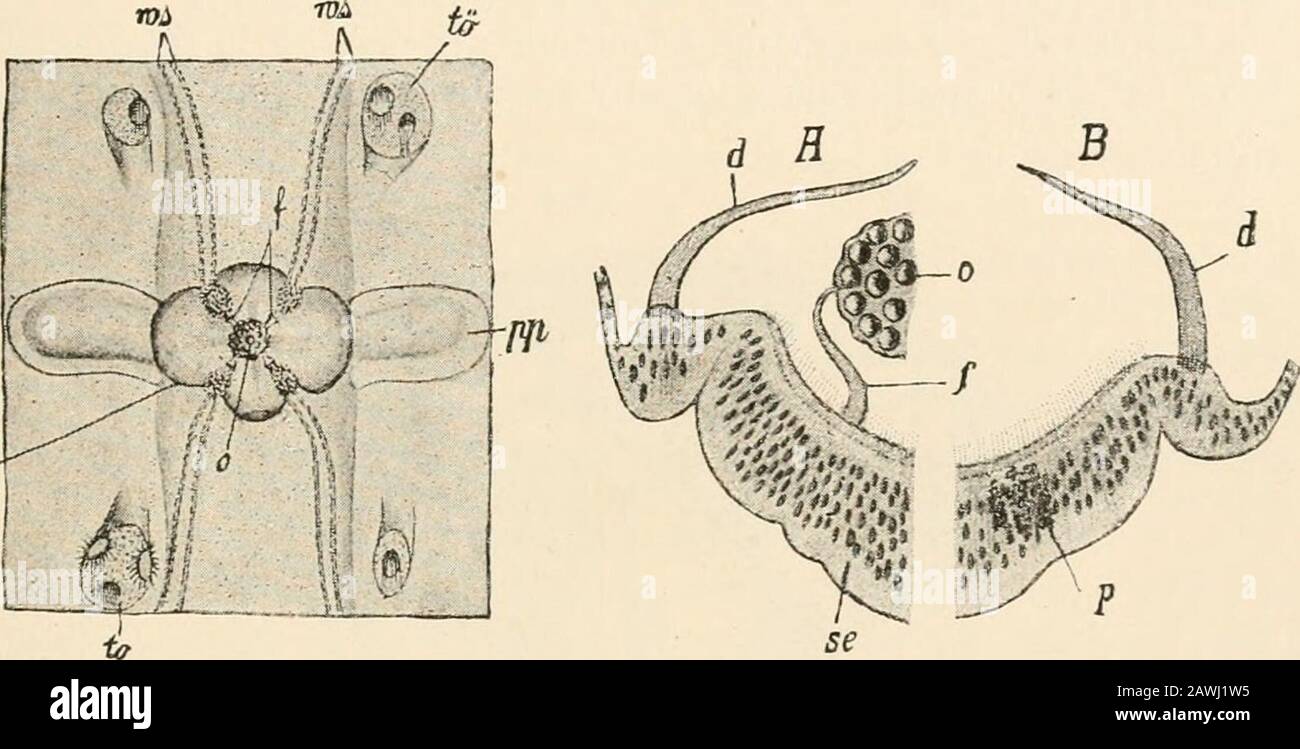 Textbuch der vergleichenden Anatomie zur medianen Ebene. Die anderen 4 ...