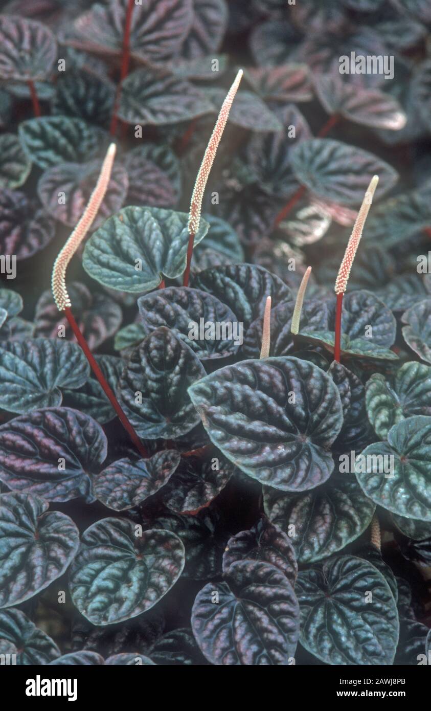 PEPEROMIA CAPERATA (ALLGEMEIN BEKANNT ALS EMERALD RIPPLE PEPEROMIA ...