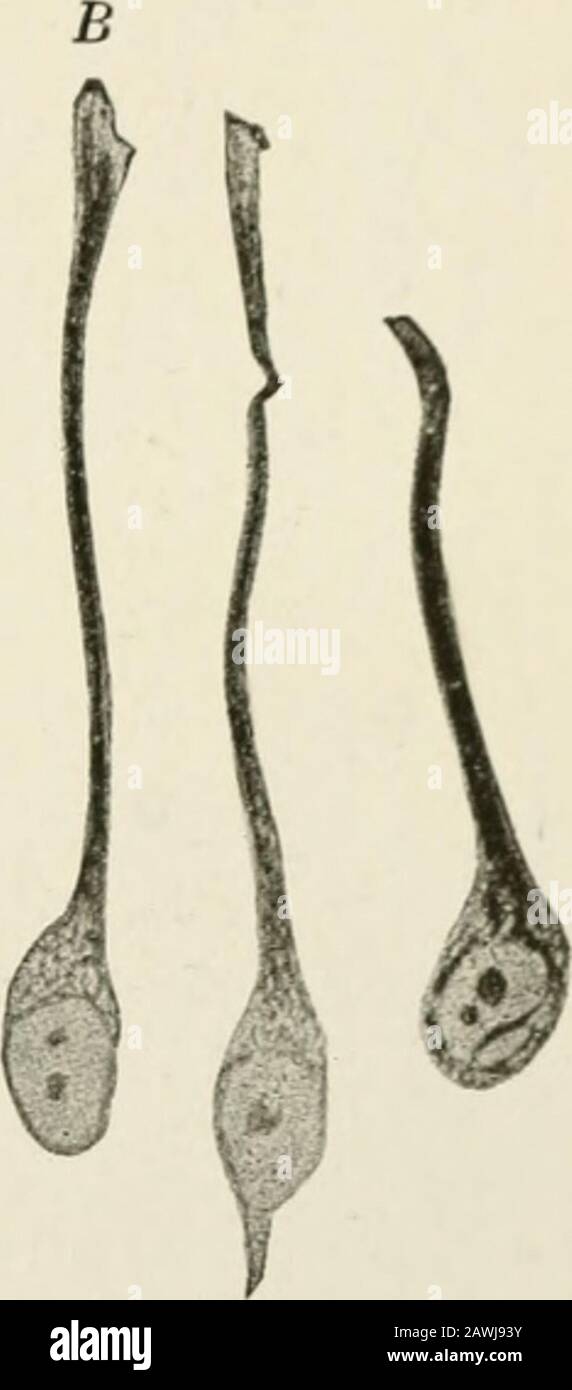Anatomie embryo nervensystem -Fotos und -Bildmaterial in hoher ...