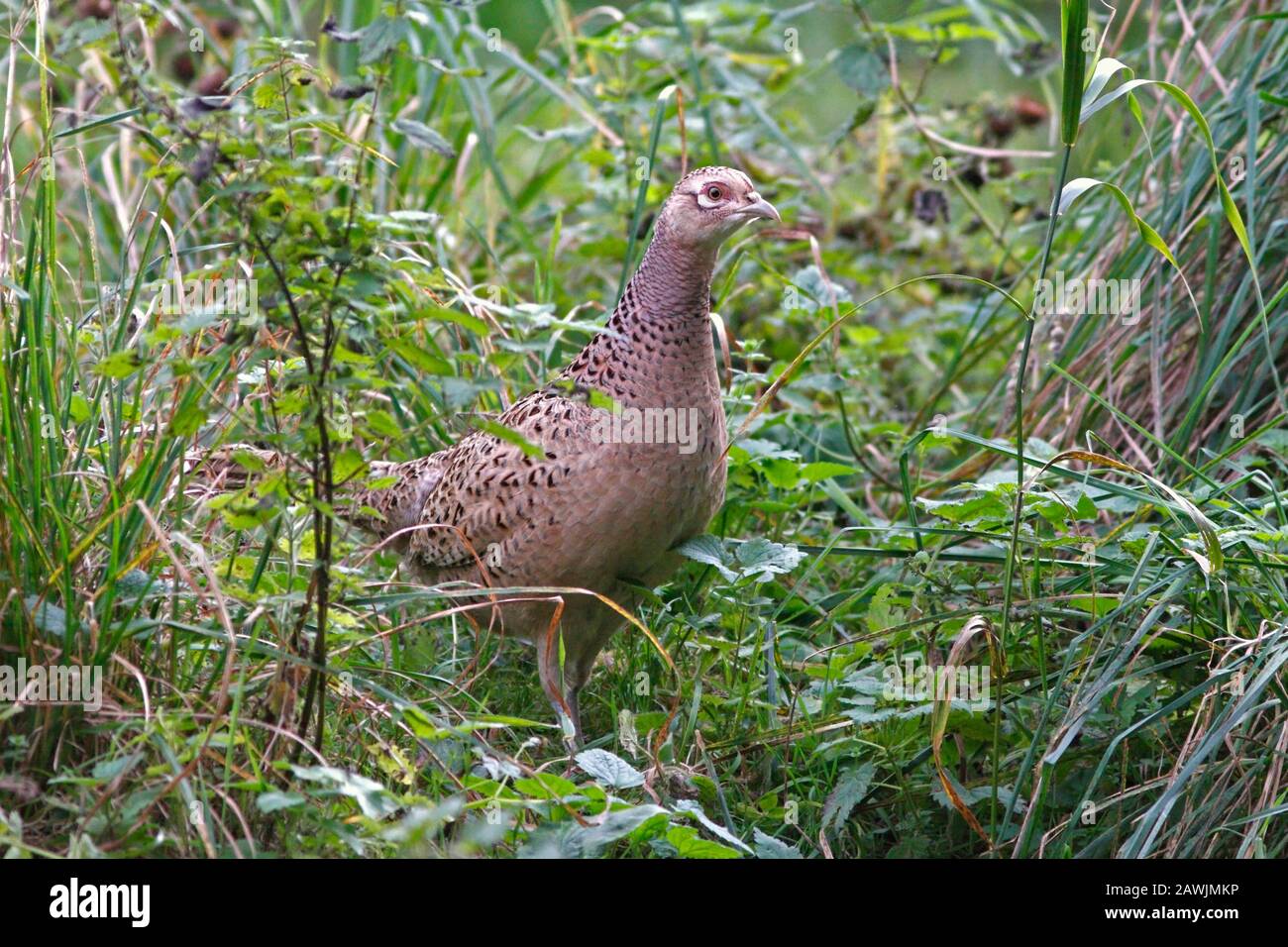 Wilder fasan uk -Fotos und -Bildmaterial in hoher Auflösung – Alamy