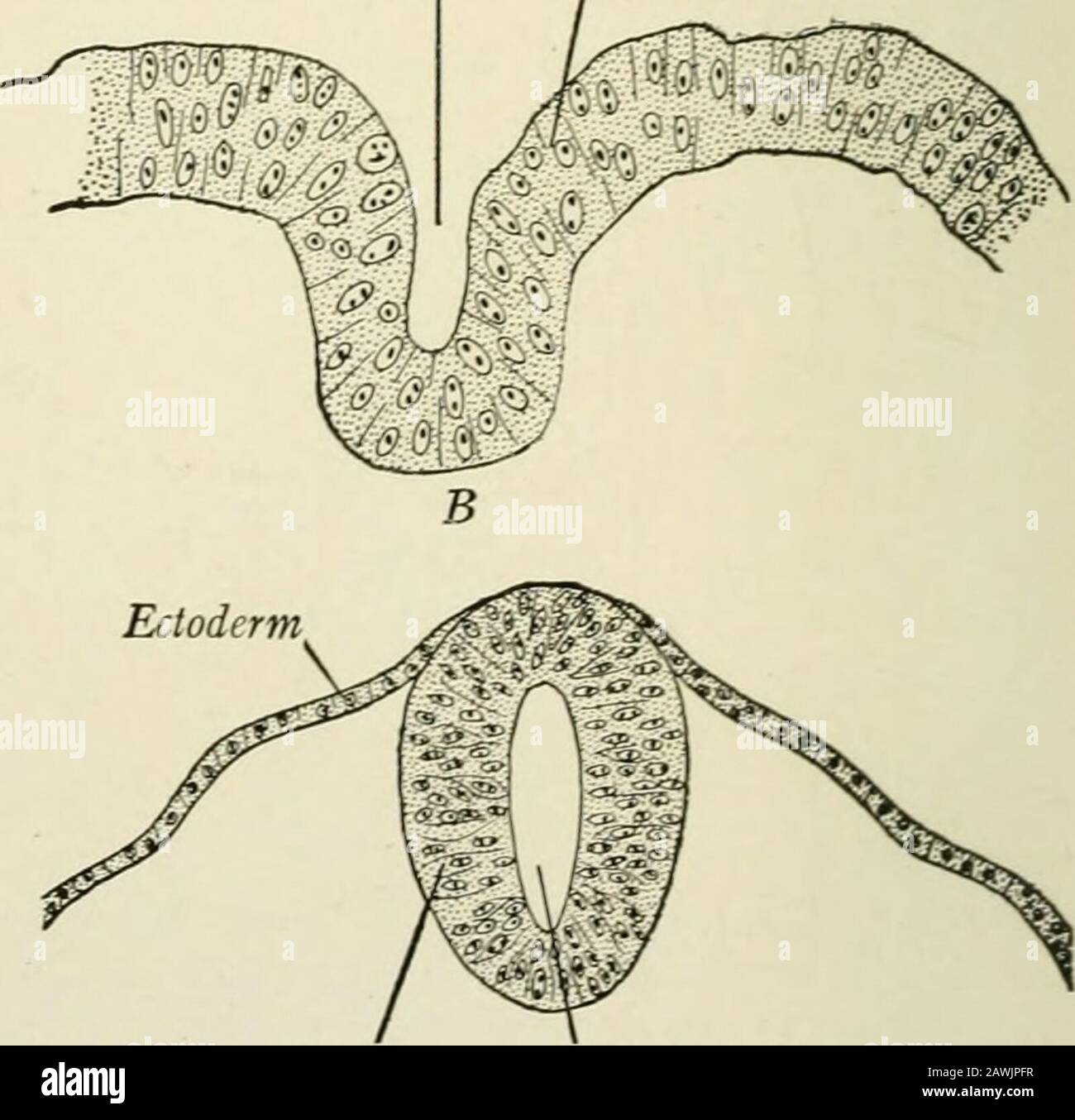 Die Anatomie des Nervensystems, vom Standpunkt der Entwicklung und ...