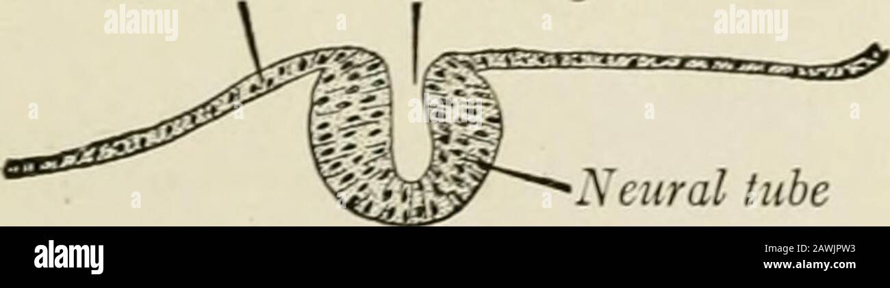 Die Anatomie des Nervensystems, vom Standpunkt der Entwicklung und ...