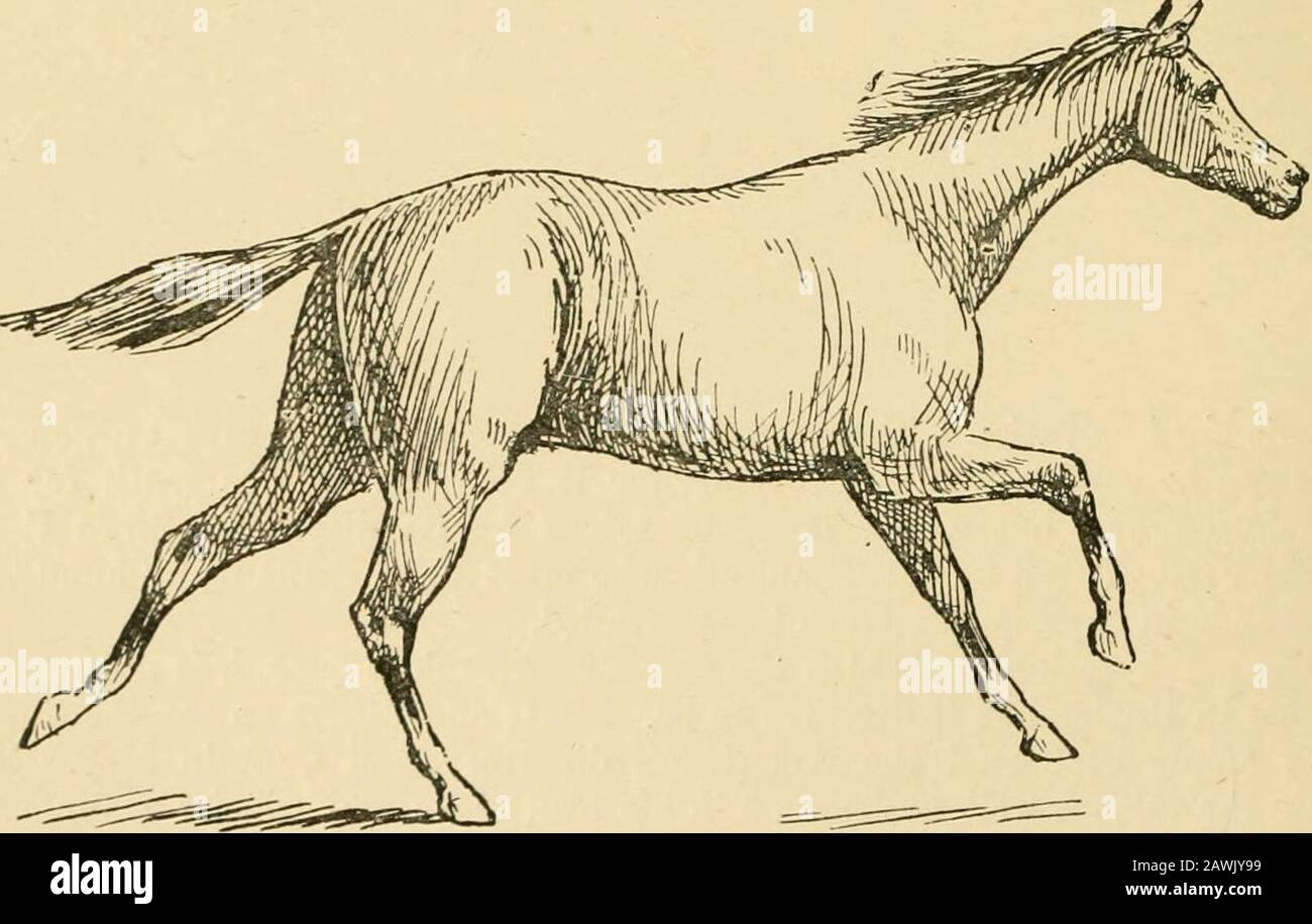 Anatomie bein pferd Stockfotos und -bilder Kaufen - Alamy