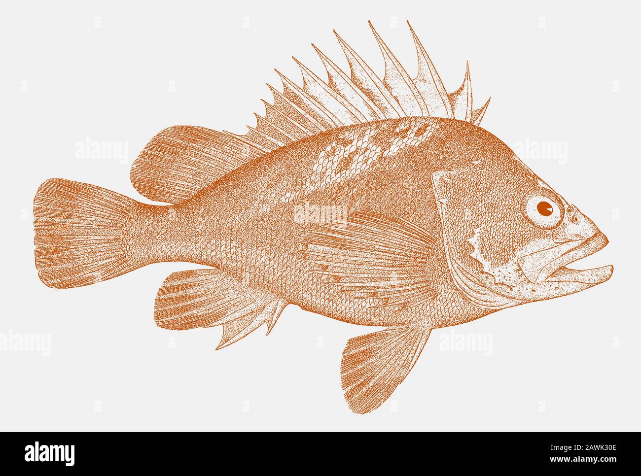 Quillback rockfish sebastes maliger -Fotos und -Bildmaterial in hoher ...