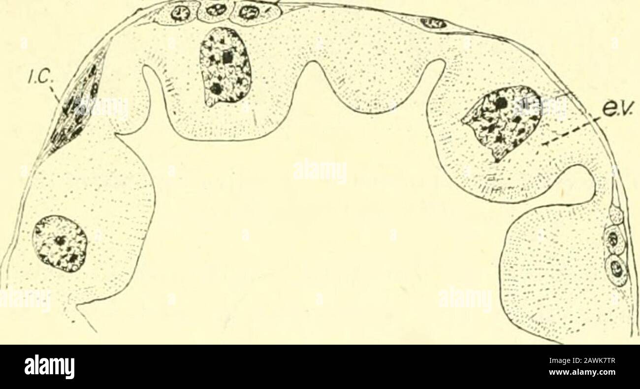 T tubulus -Fotos und -Bildmaterial in hoher Auflösung – Alamy