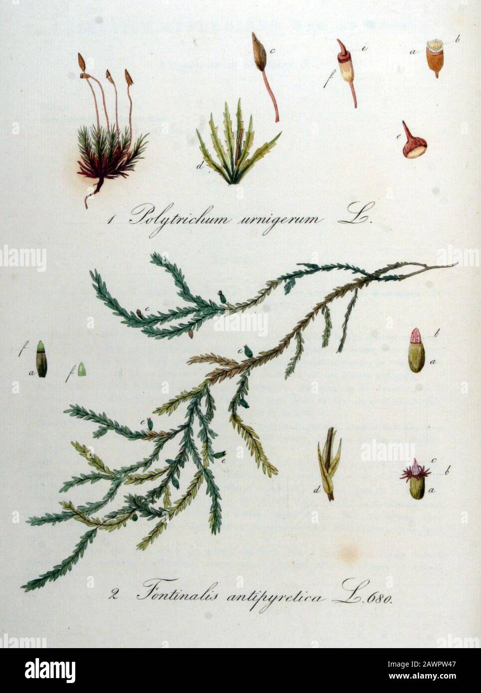 Fontinalis Antipyretica Stockfotos und -bilder Kaufen - Alamy