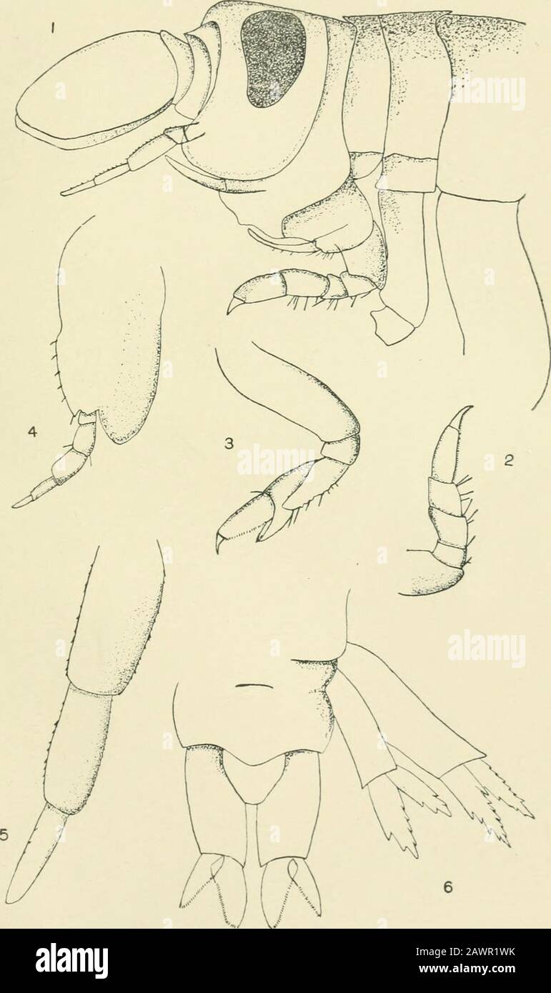 Die Zeitschrift für Naturgeschichte und Geschichte: Zoologie, Botanik ...