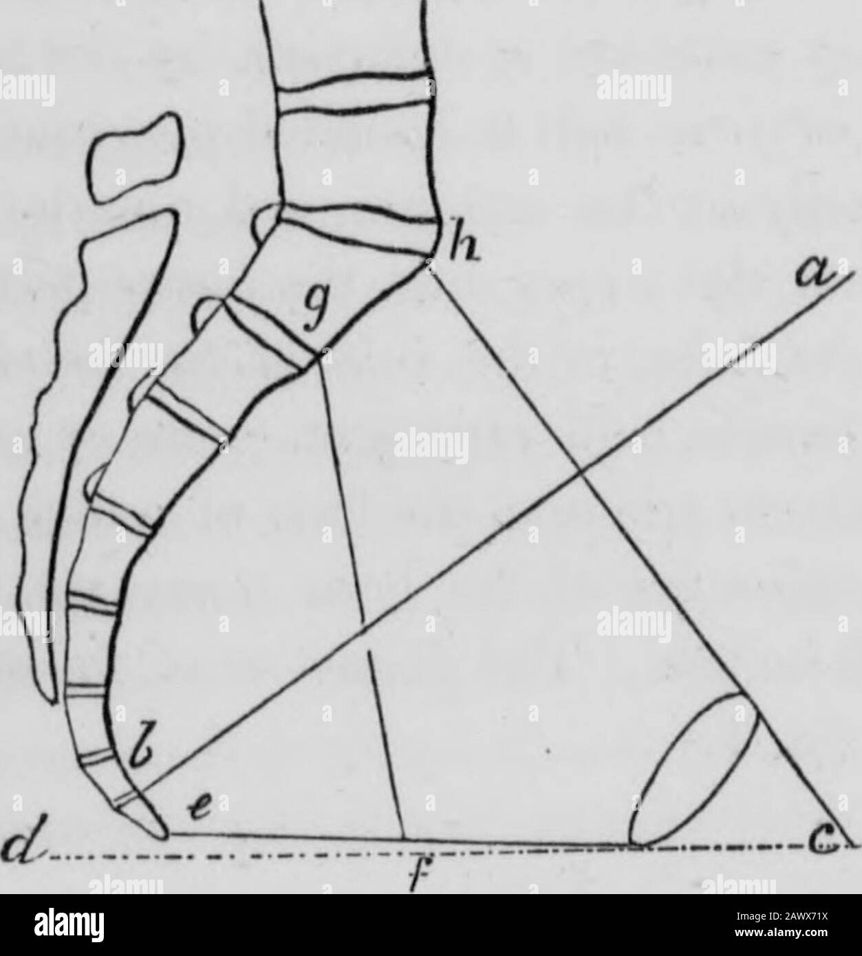 Elemente der Prinzipien und der Praxis von Midwifery. 32 DAS BECKEN ...