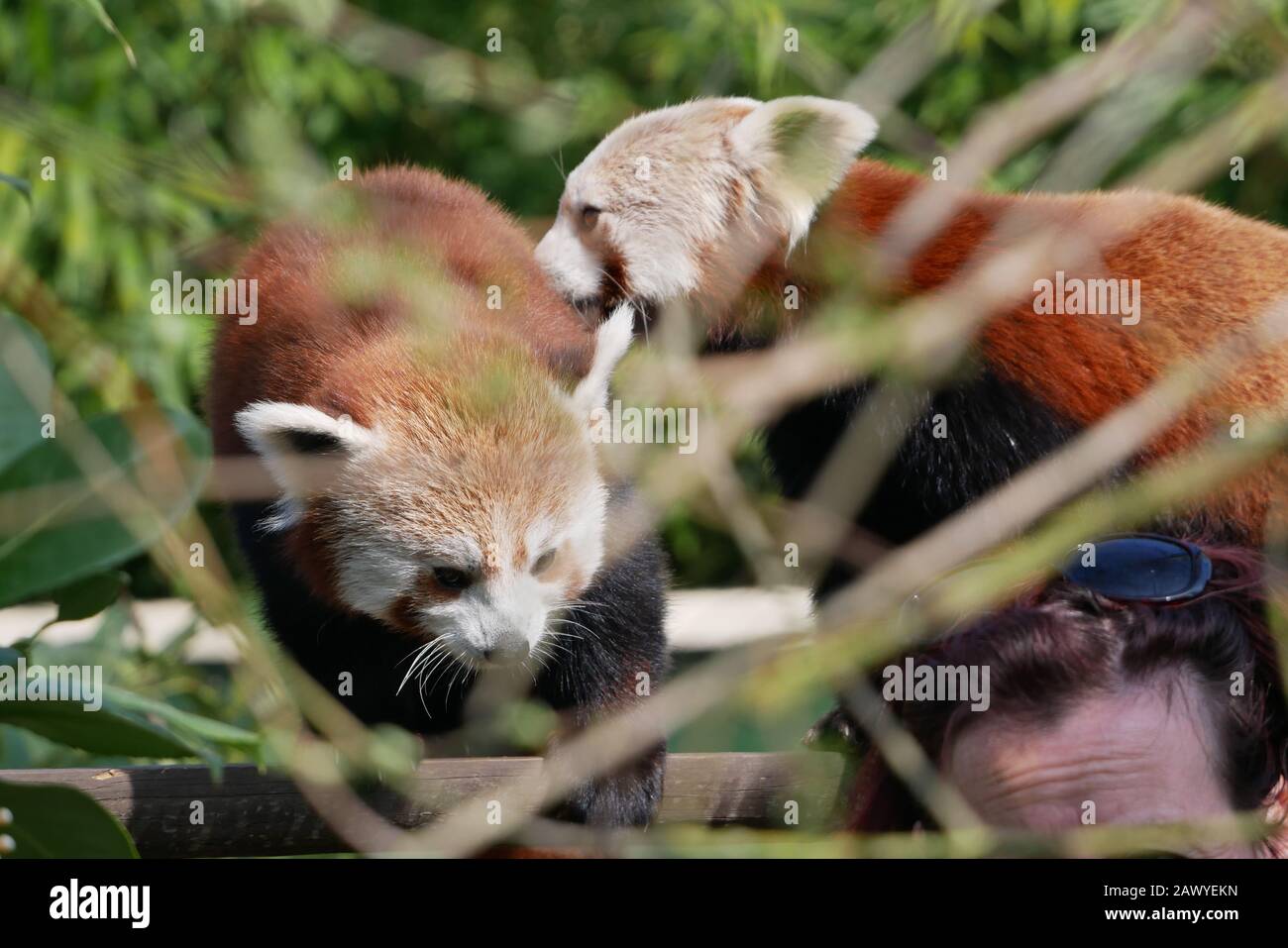Rote pandas -Fotos und -Bildmaterial in hoher Auflösung – Alamy