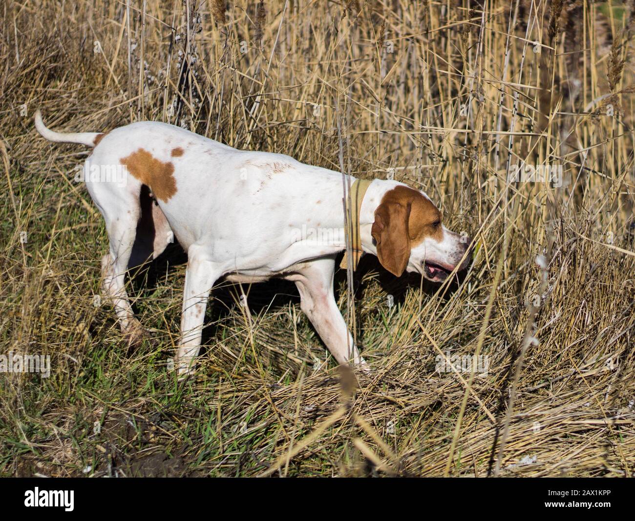 Zeiger, Jagd Hund schnüffelt auf dem Feld Stockfotografie - Alamy