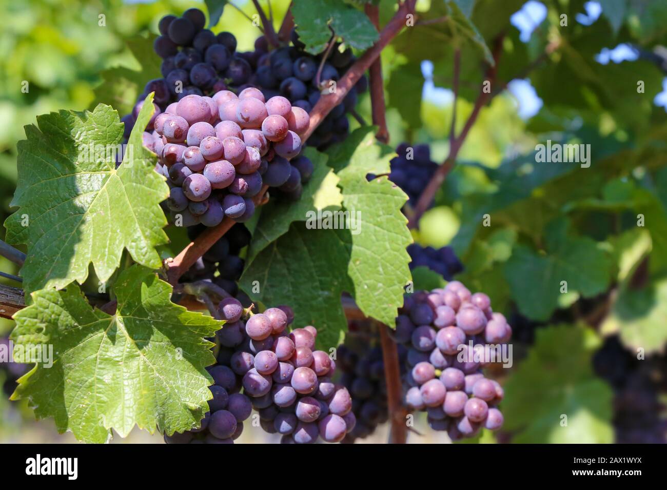 Rebe am stock -Fotos und -Bildmaterial in hoher Auflösung – Alamy