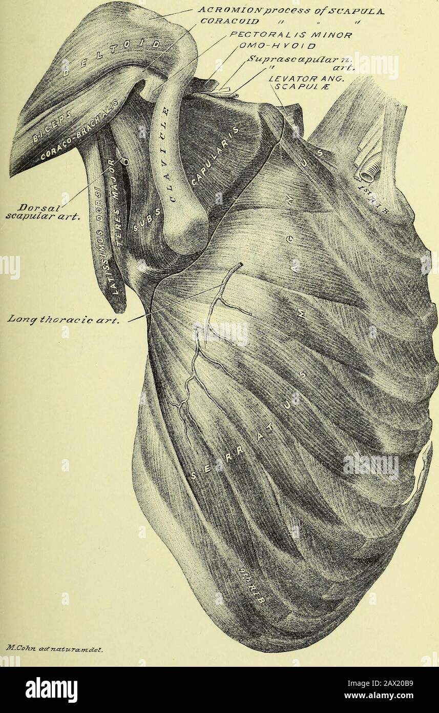 Arteria suprascapularis -Fotos und -Bildmaterial in hoher Auflösung – Alamy