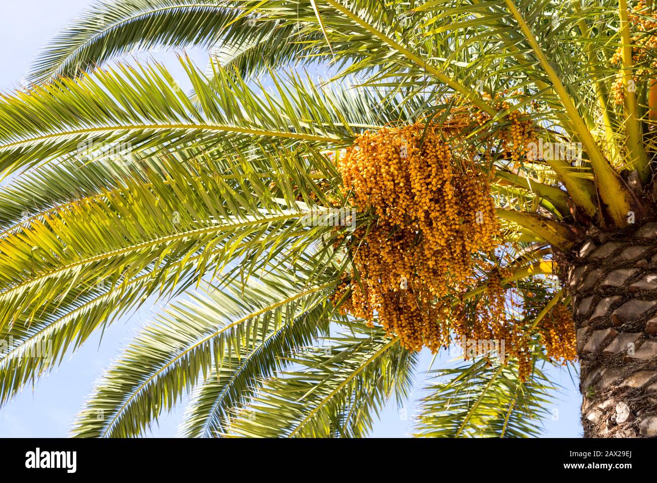 Dattelpalme phönix dactylifera -Fotos und -Bildmaterial in hoher Auflösung – Alamy