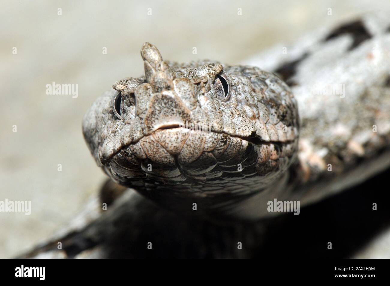 Homoki vipera -Fotos und -Bildmaterial in hoher Auflösung – Alamy