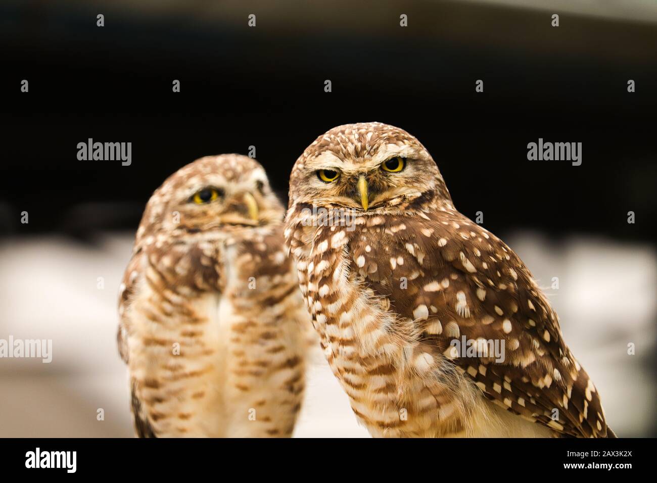 Zwei eulen -Fotos und -Bildmaterial in hoher Auflösung – Alamy