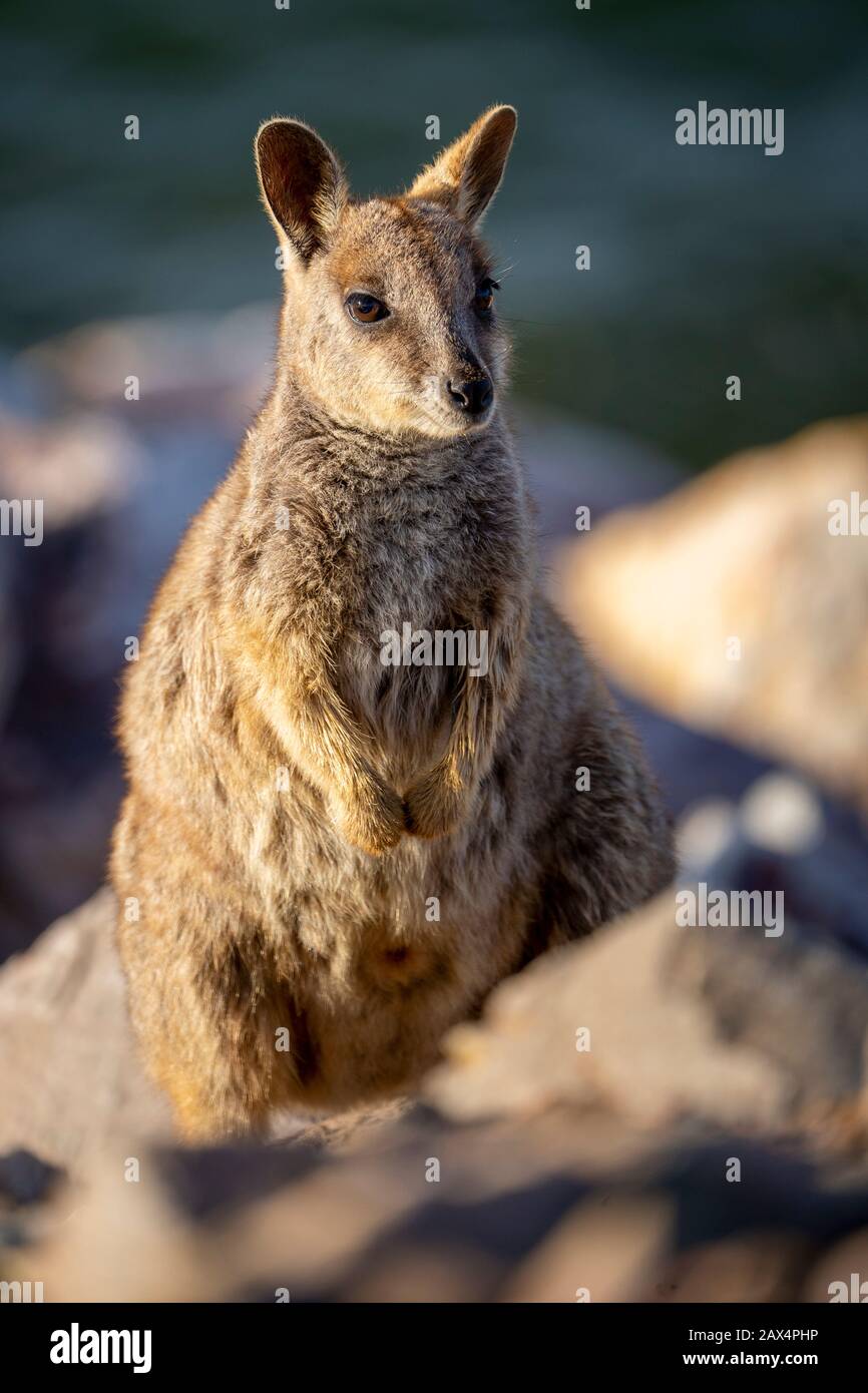 Wallaby Agil Stockfotos und -bilder Kaufen - Alamy