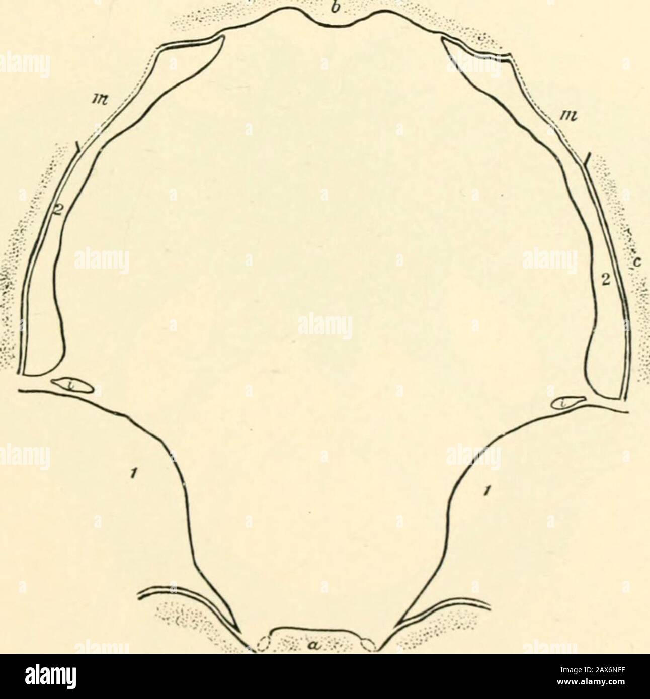 Ein Lehrbuch der Geburtshilfe . Abb. 12.-Schematische Darstellung der ...