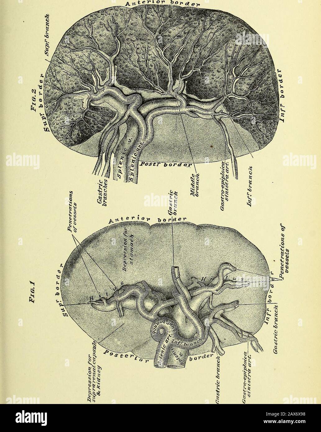 Becken eingeweide -Fotos und -Bildmaterial in hoher Auflösung – Alamy