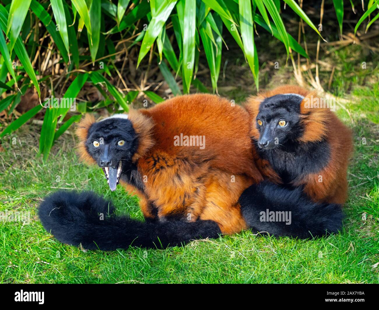 Gattung varecia -Fotos und -Bildmaterial in hoher Auflösung – Alamy