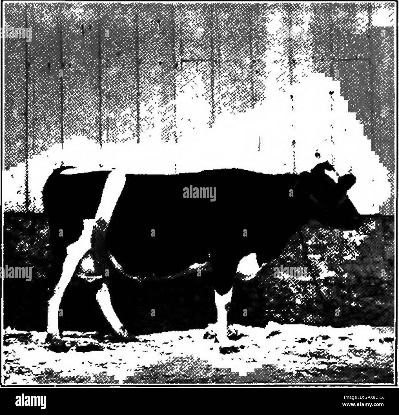 Afterbirth Of Cow Fotos Und Bildmaterial In Hoher Auflösung Alamy