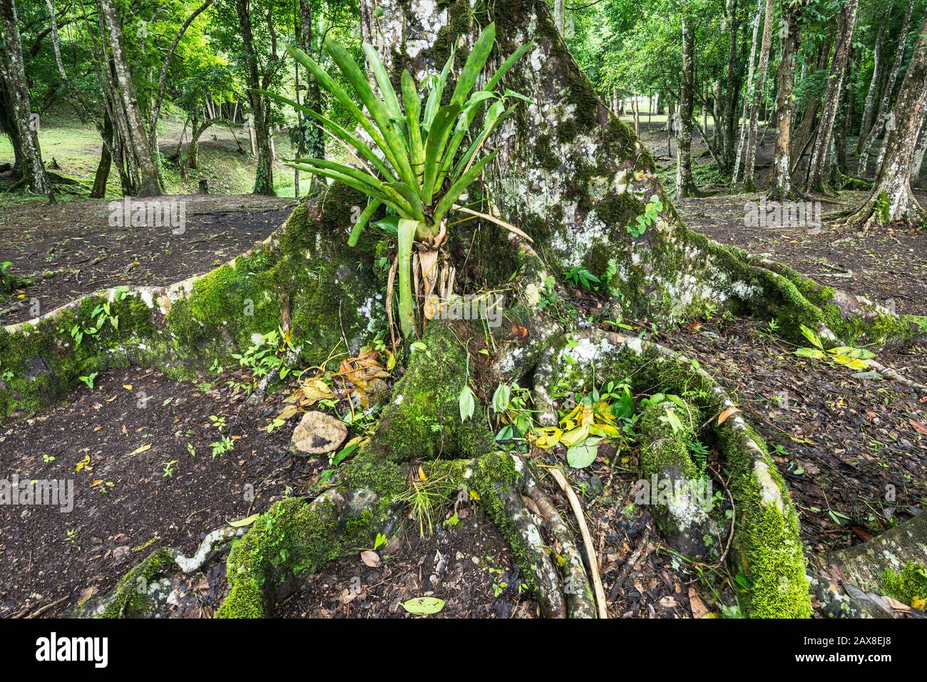 Basis des ceiba-baums, Ceiba Pentandra, Caracol, Maya Ruins, Chiquibul ...