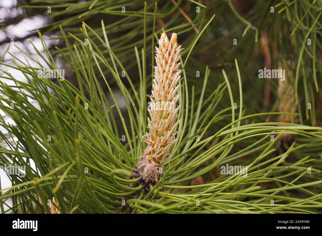 Schwarzer kiefernwald pinus nigra -Fotos und -Bildmaterial in hoher ...