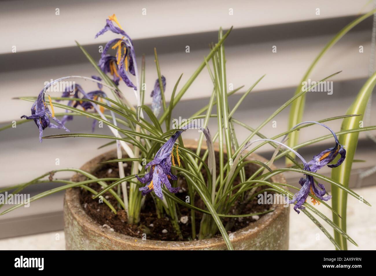 Tote pflanze im blumentopf -Fotos und -Bildmaterial in hoher Auflösung ...