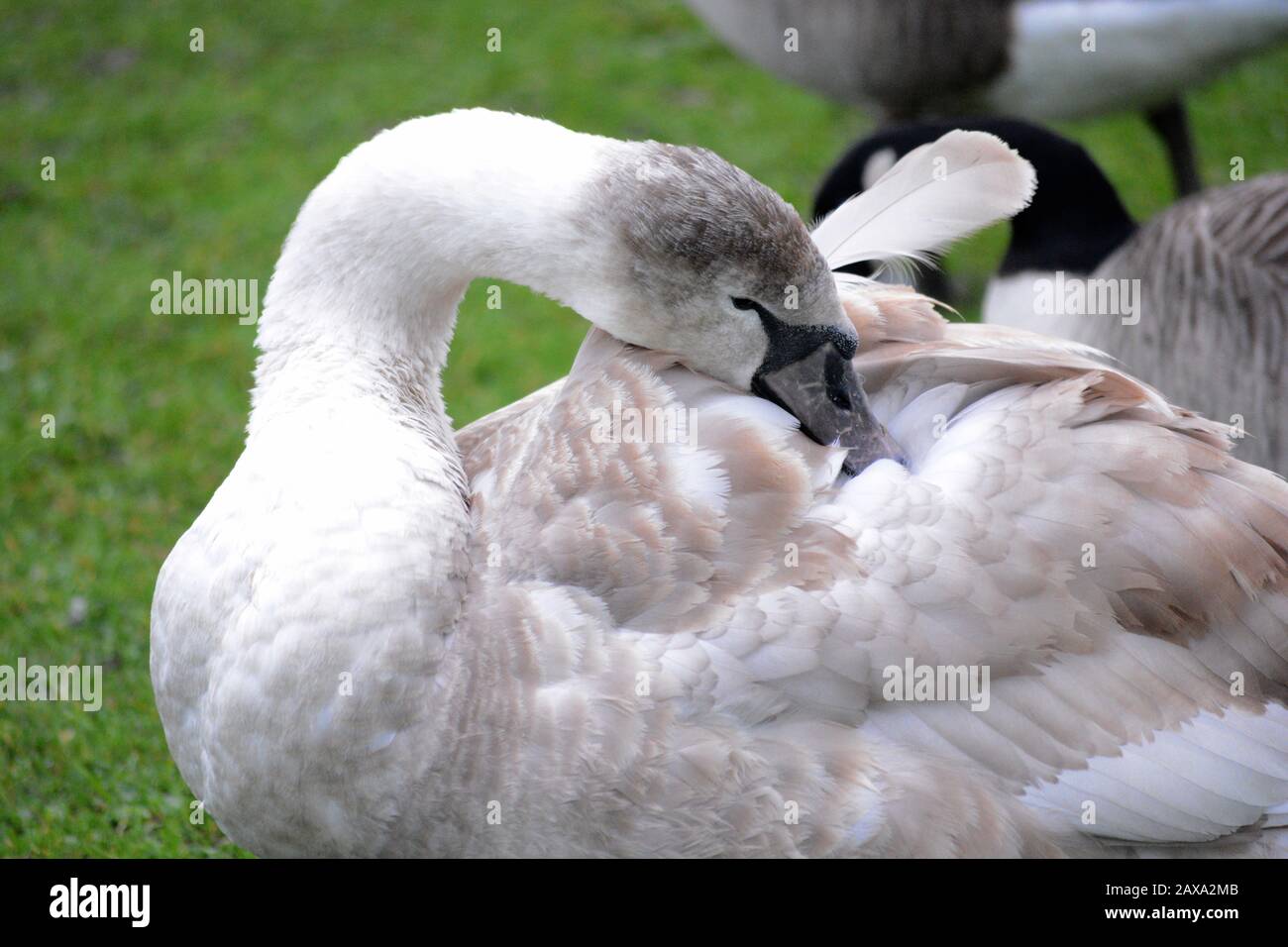 Winter am Cold Knap Lake Barry. Die Schwäne, Enten und Tauben sträuben ...