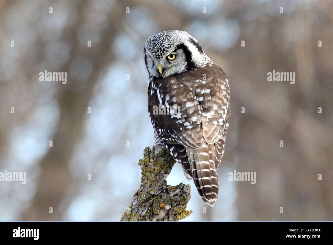 Eule verdreht den kopf -Fotos und -Bildmaterial in hoher Auflösung – Alamy