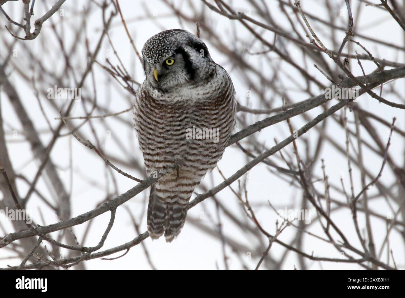 Eule verdreht den kopf -Fotos und -Bildmaterial in hoher Auflösung – Alamy