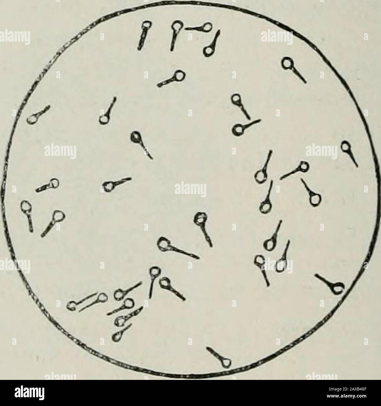 Tetanus Bacillus Stockfotos und -bilder Kaufen - Alamy