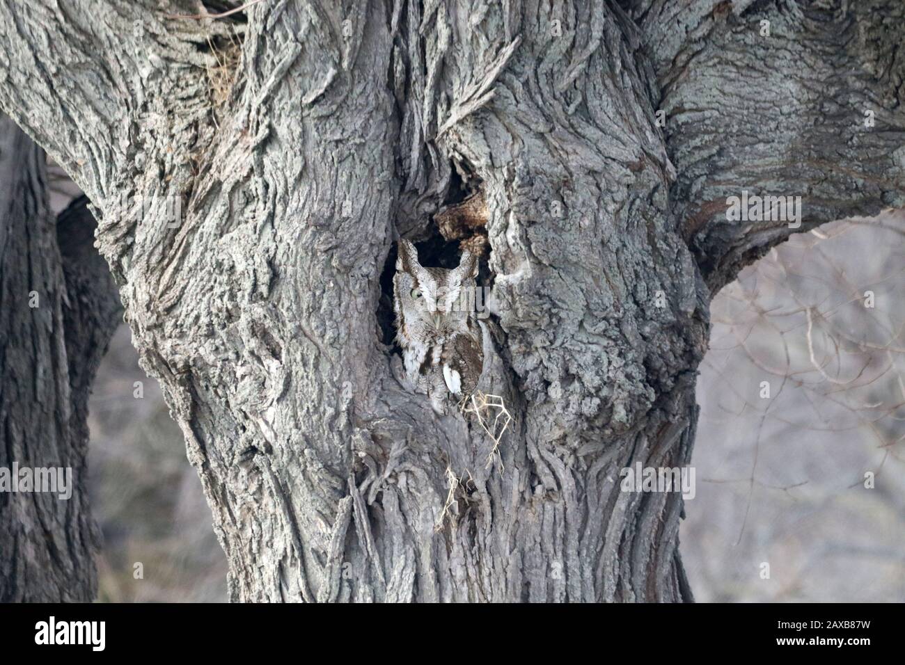Eulen, die aus loch im baum schauen -Fotos und -Bildmaterial in hoher Auflösung – Alamy