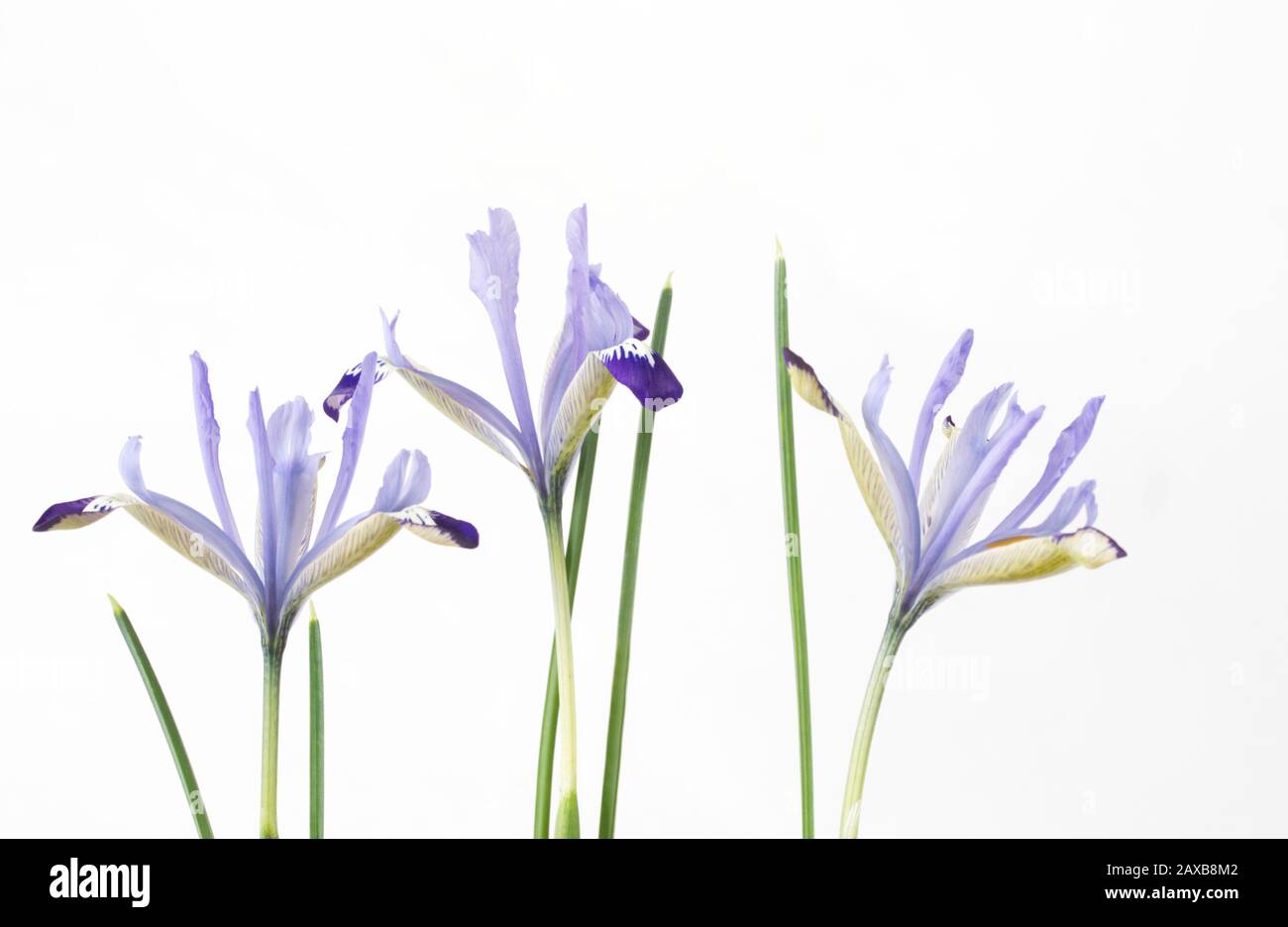 Iris reticulata -Fotos und -Bildmaterial in hoher Auflösung – Alamy