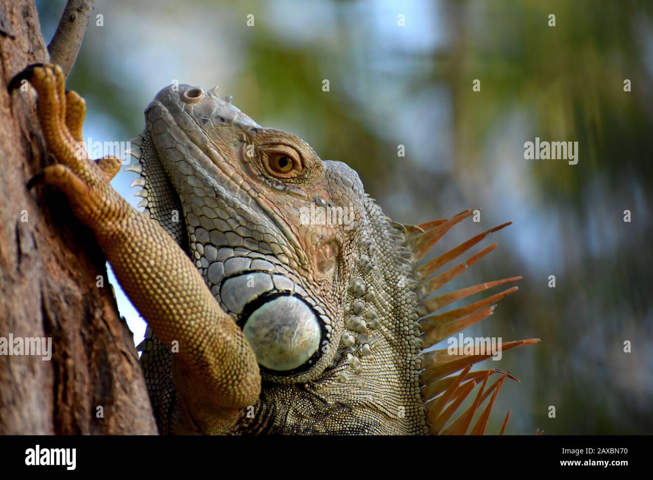 Leguan costa rica -Fotos und -Bildmaterial in hoher Auflösung – Alamy