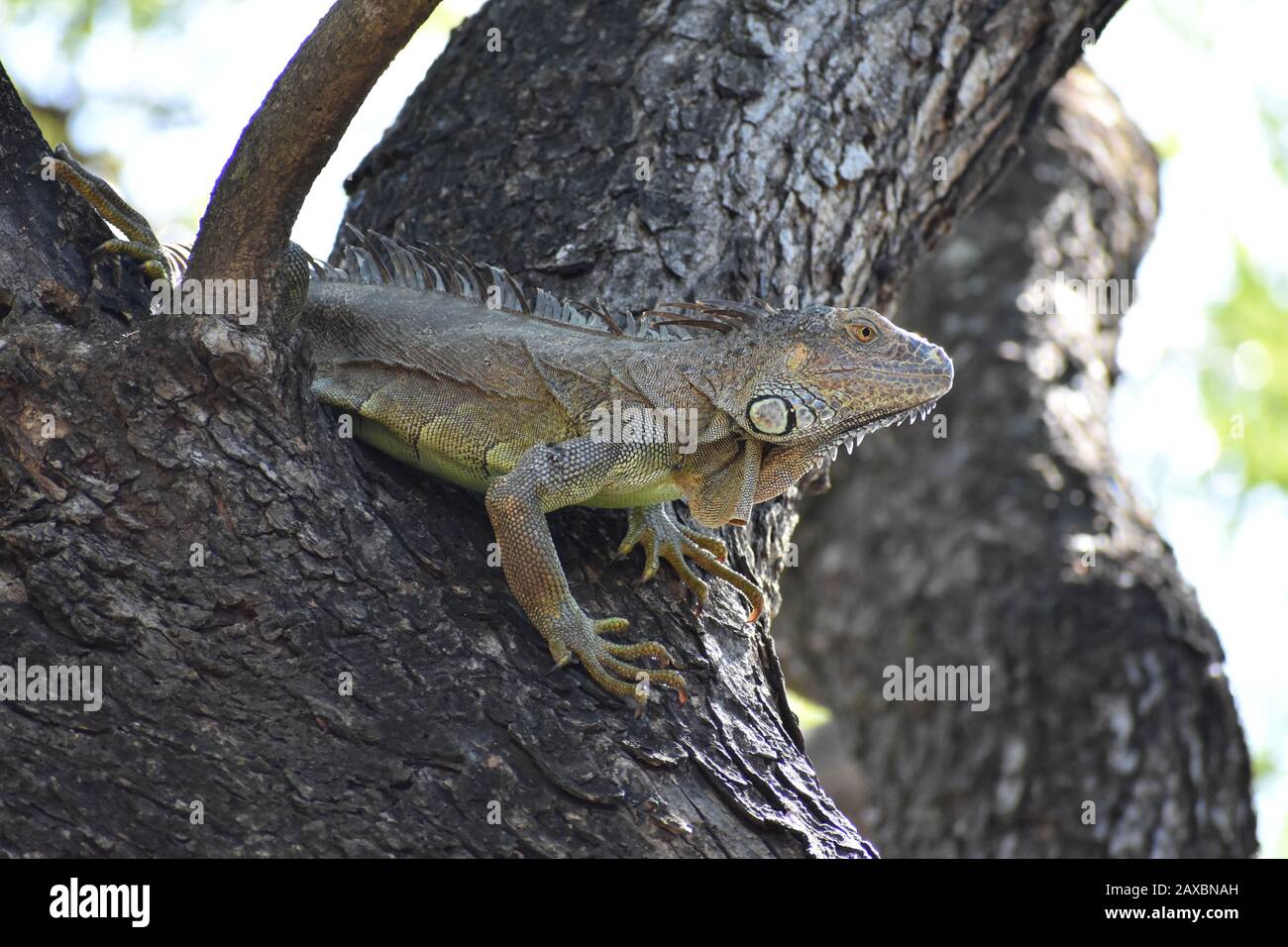 Leguan costa rica -Fotos und -Bildmaterial in hoher Auflösung – Alamy