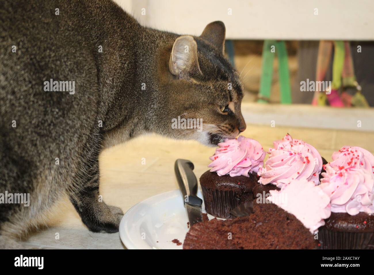 Esel mit gestreiften beinen -Fotos und -Bildmaterial in hoher Auflösung ...