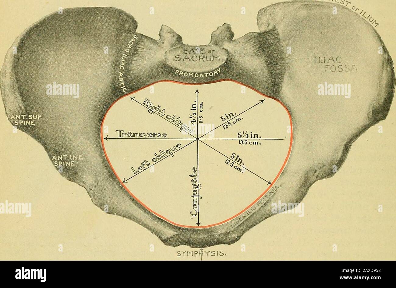 Pubic arch -Fotos und -Bildmaterial in hoher Auflösung – Alamy
